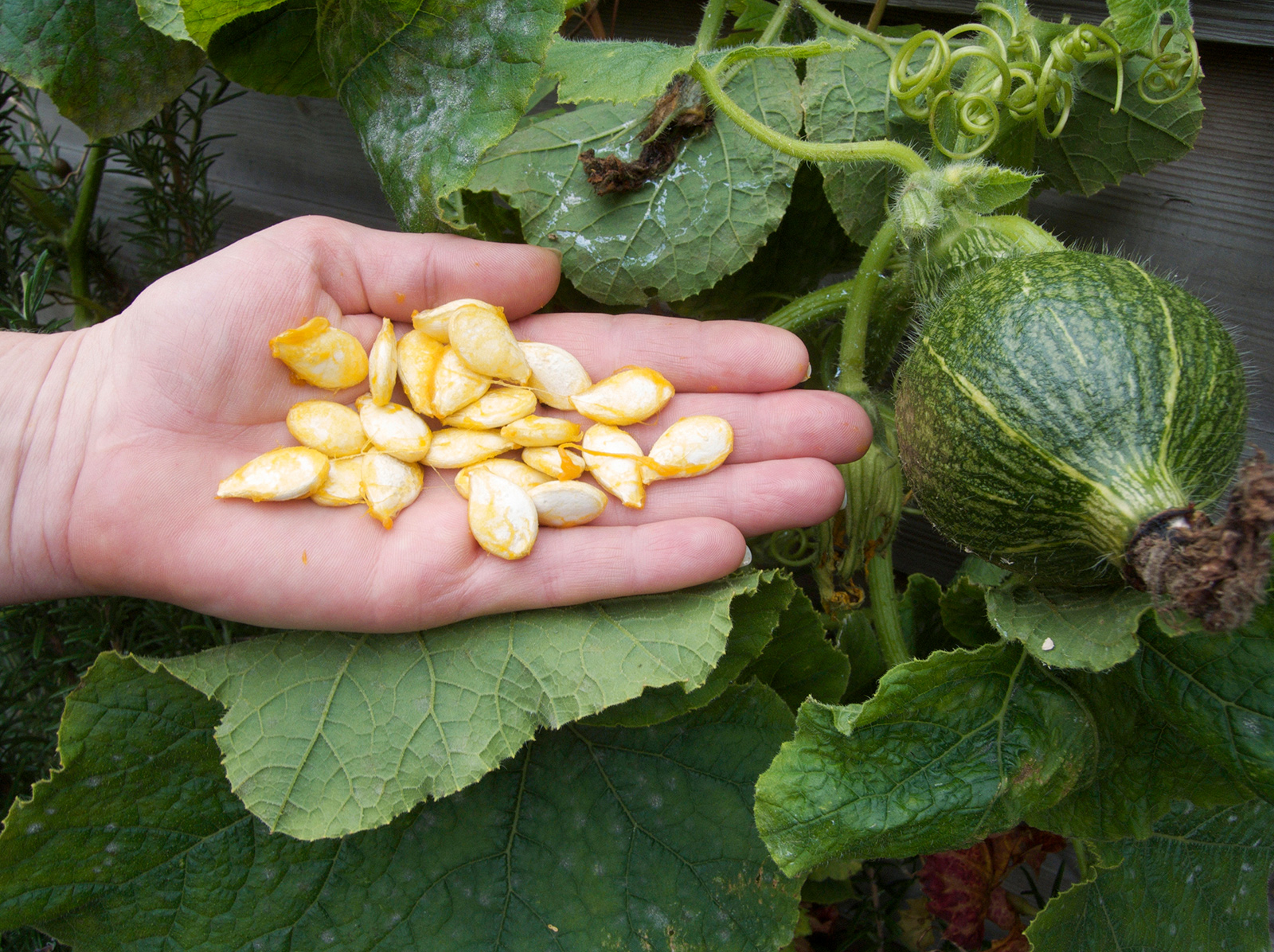 A Guide to Saving Seeds - Connected Seeds LibraryConnected Seeds Library